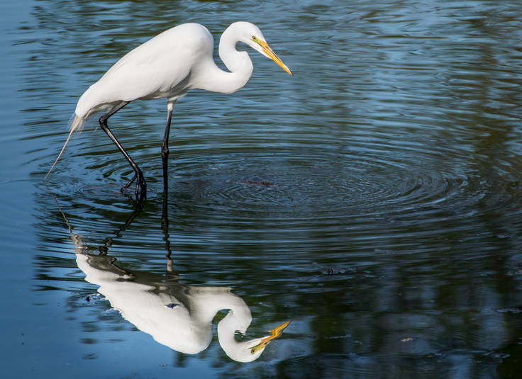 Nutrient Removal Compliance Experts | EOSi